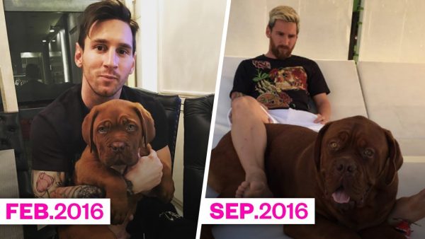 How tall and how heavy is Hulk, Leo Messi's dog? | Oh My - Lionel Messi